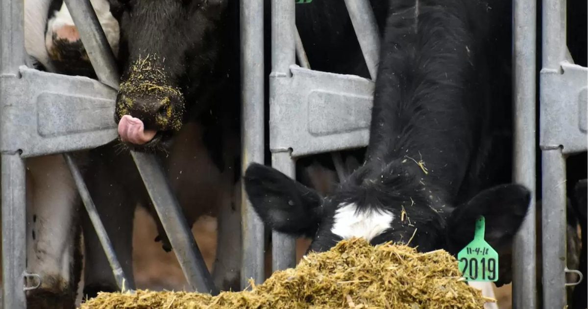 La eficiencia alimentaria y la huella ecológica de las vacas lecheras