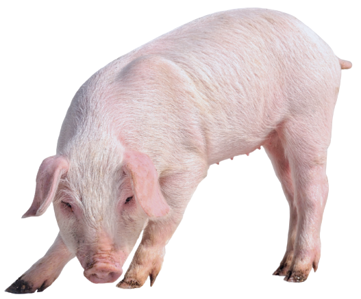 Importancia de la alimentación de transición