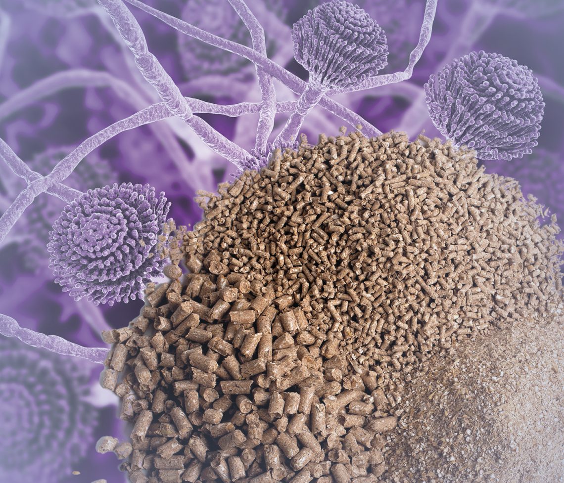 Biomarker analysis: key to animal mycotoxin stress management