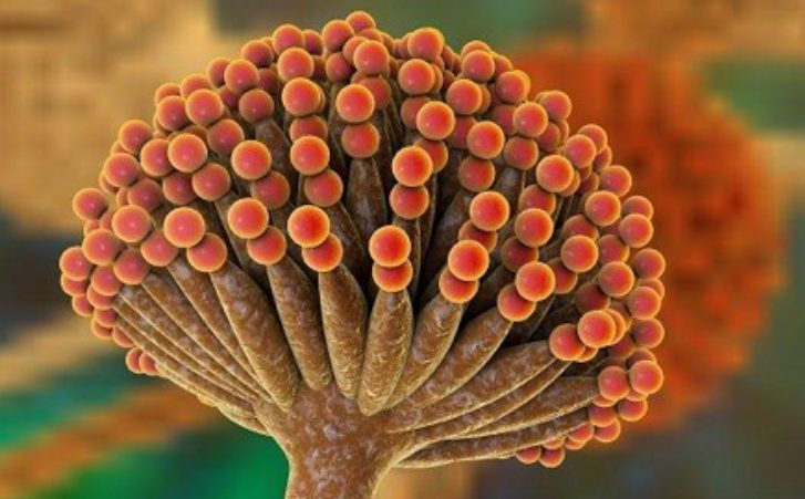 A NEW FOCUS ON MYCOTOXIN DETOXIFIERS