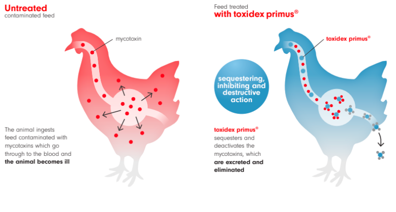 A NEW FOCUS ON MYCOTOXIN DETOXIFIERS
