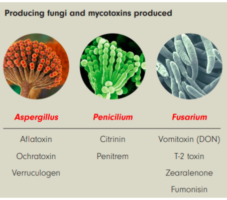 A NEW FOCUS ON MYCOTOXIN DETOXIFIERS
