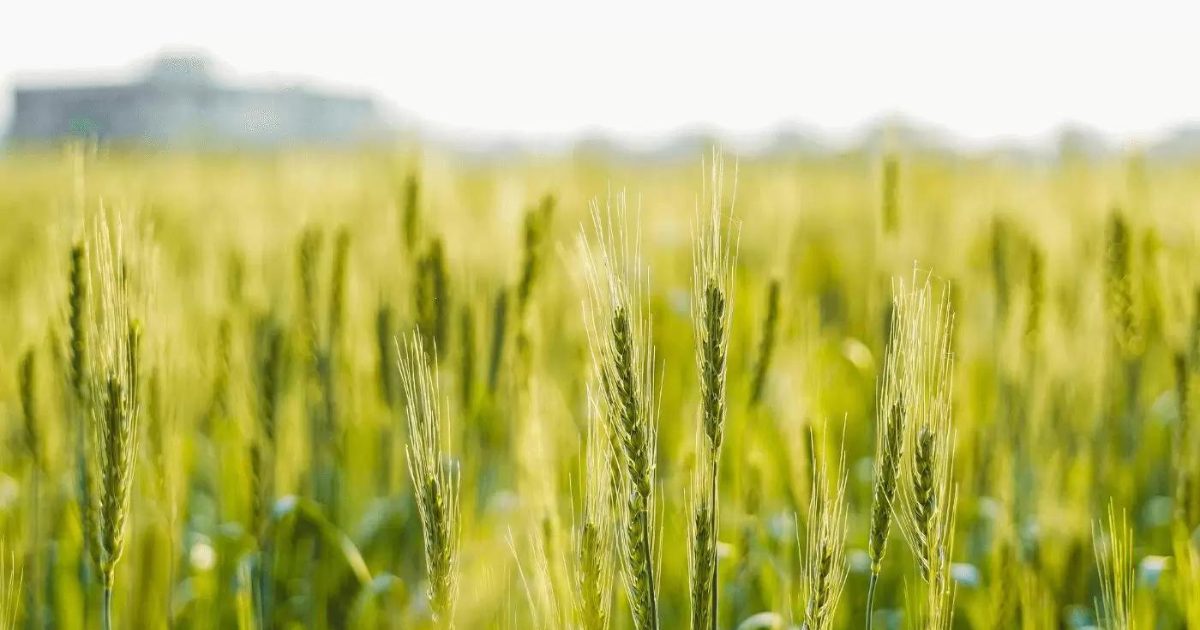 Argentina finaliza la siembra de trigo con 6 millones de hectáreas