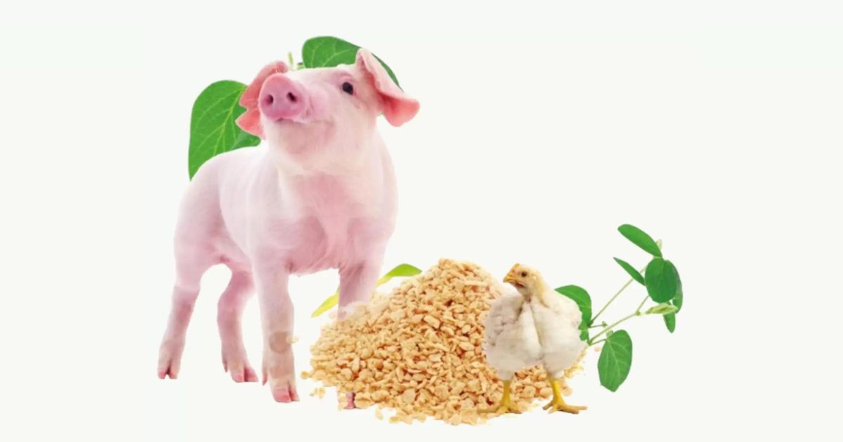 KOLIN PLUS: una alternativa fitogénica al cloruro de colina