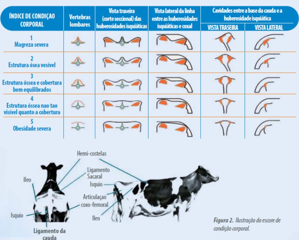Período seco e de transição em vacas leiteiras - nutriNews, a revista ...