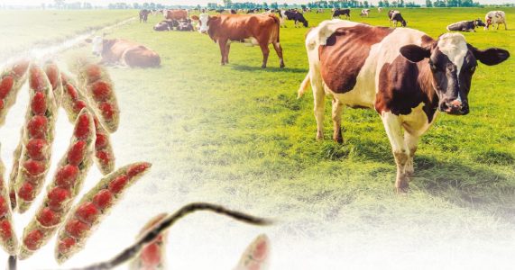 Mycotoxins in grains and concentrates for ruminants