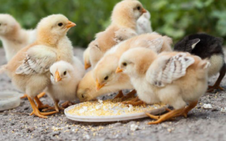 Nutritional Value of Soybeans in Poultry Feed