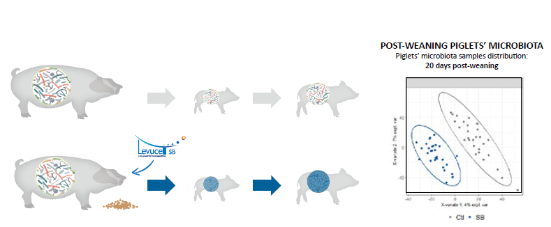 The power of maternal imprinting on piglet performance