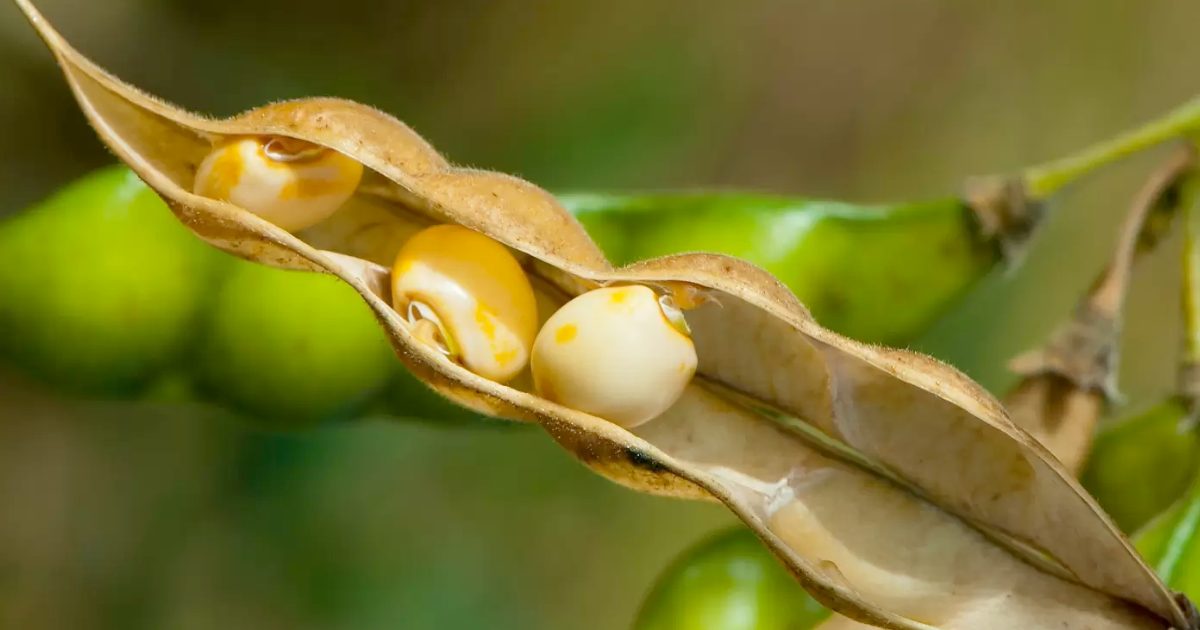 Se detalla el genoma de una soja No OGM