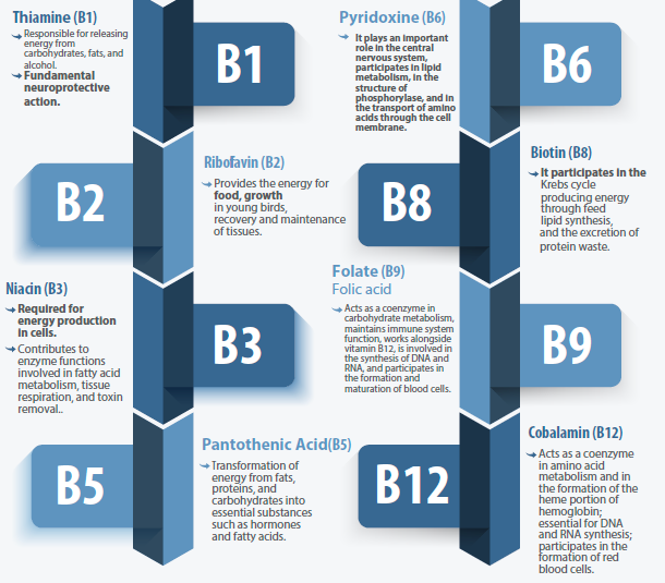 The Importance of Vitamins in Modern Poultry Farming