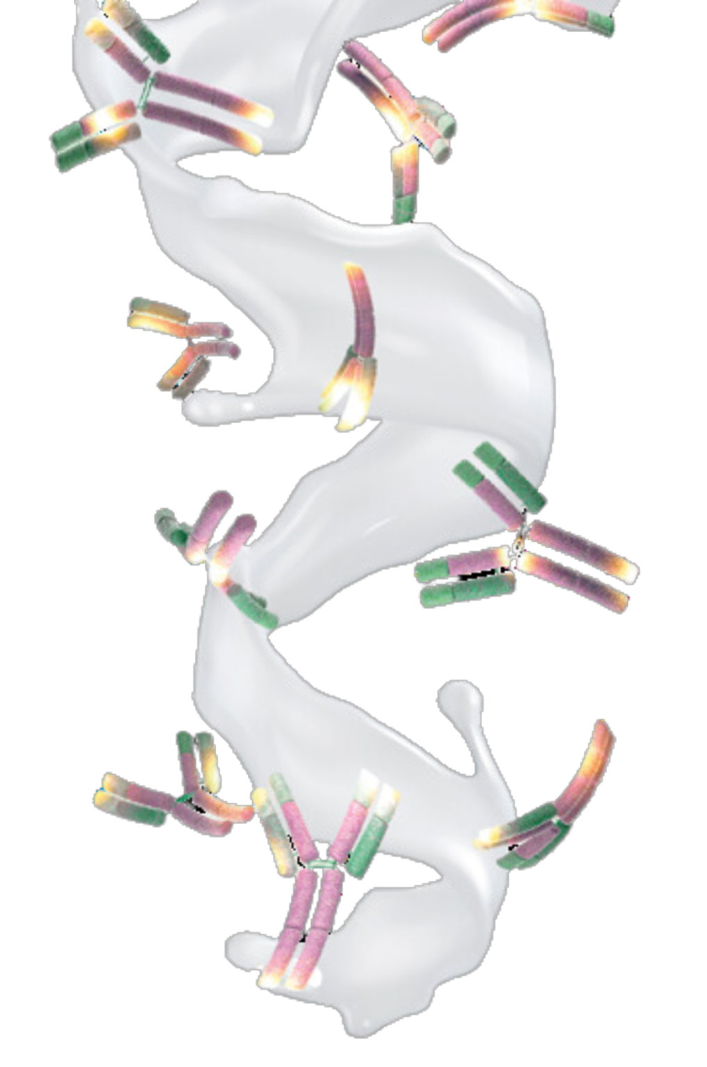 Dairy calf nutrition: Inclusion of Essential Oils as Enhancers