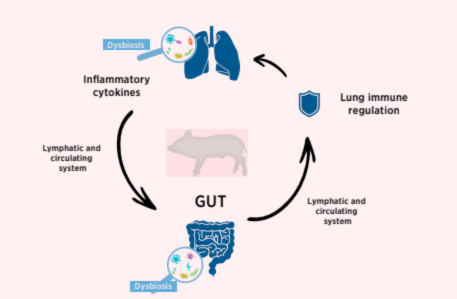 Maternal Imprinting: Piglet Performance & Immune Development