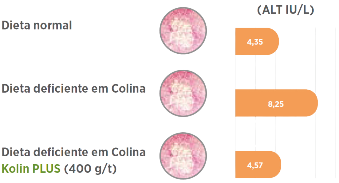 Kolin Plus™: uma alternativa mais ecológica ao cloreto de colina ...