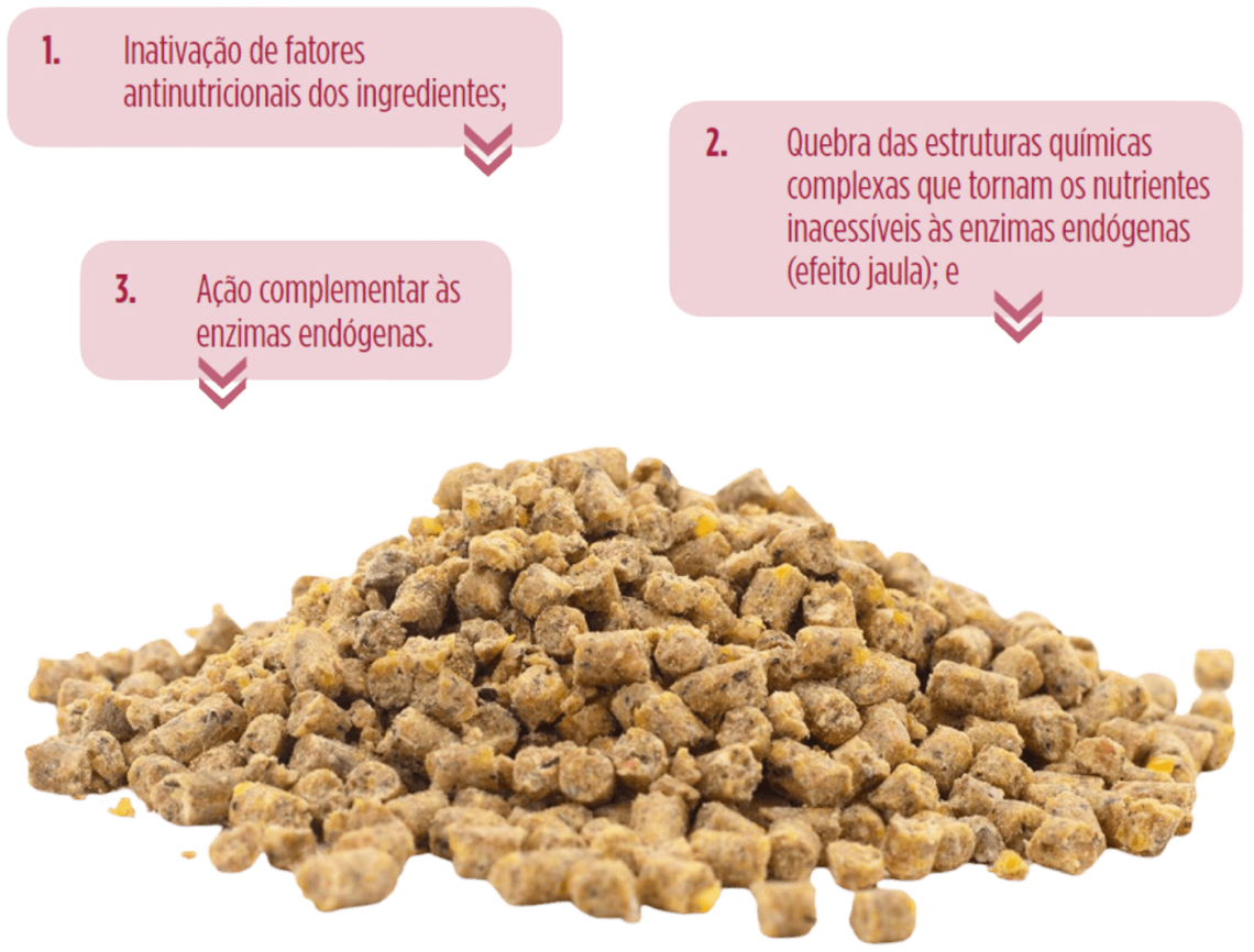 ROVABIO ® mais que energia - frangos de corte - nutriNews, a revista de ...