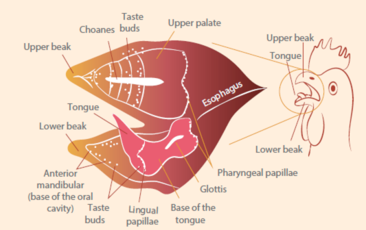 The Taste System: A Key Component in Poultry Nutrition