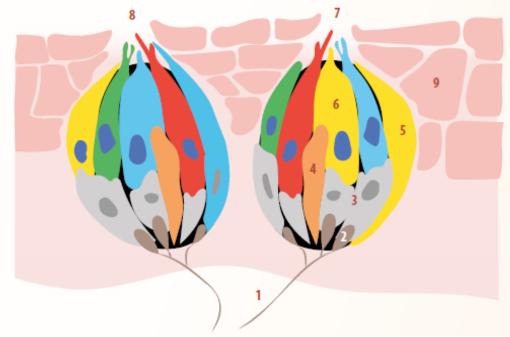 The Taste System: A Key Component in Poultry Nutrition