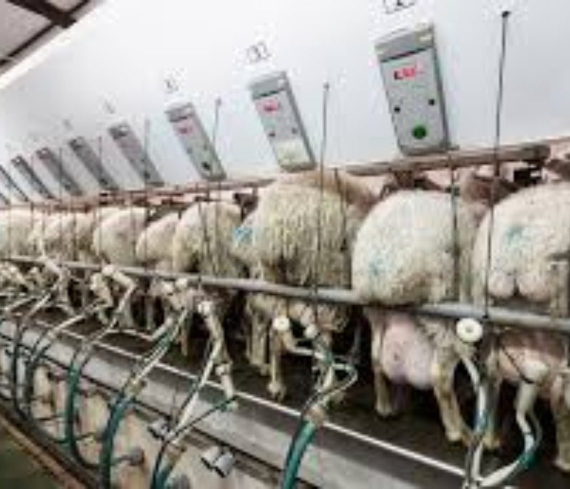 The benefits of sheep milk: a nutritious alternative