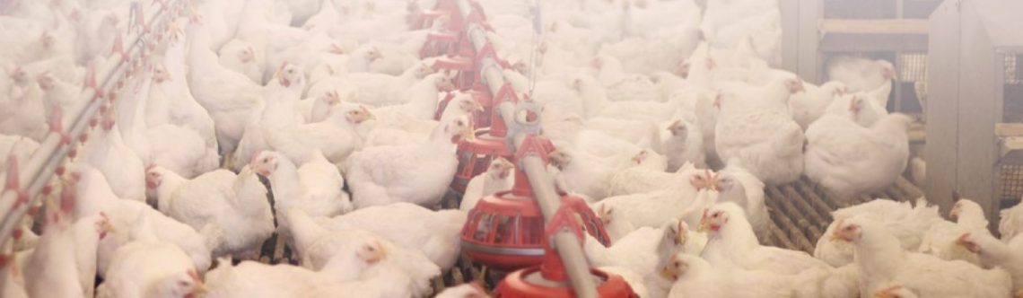 The Role of Research and Methionine in Brazilian Poultry Production