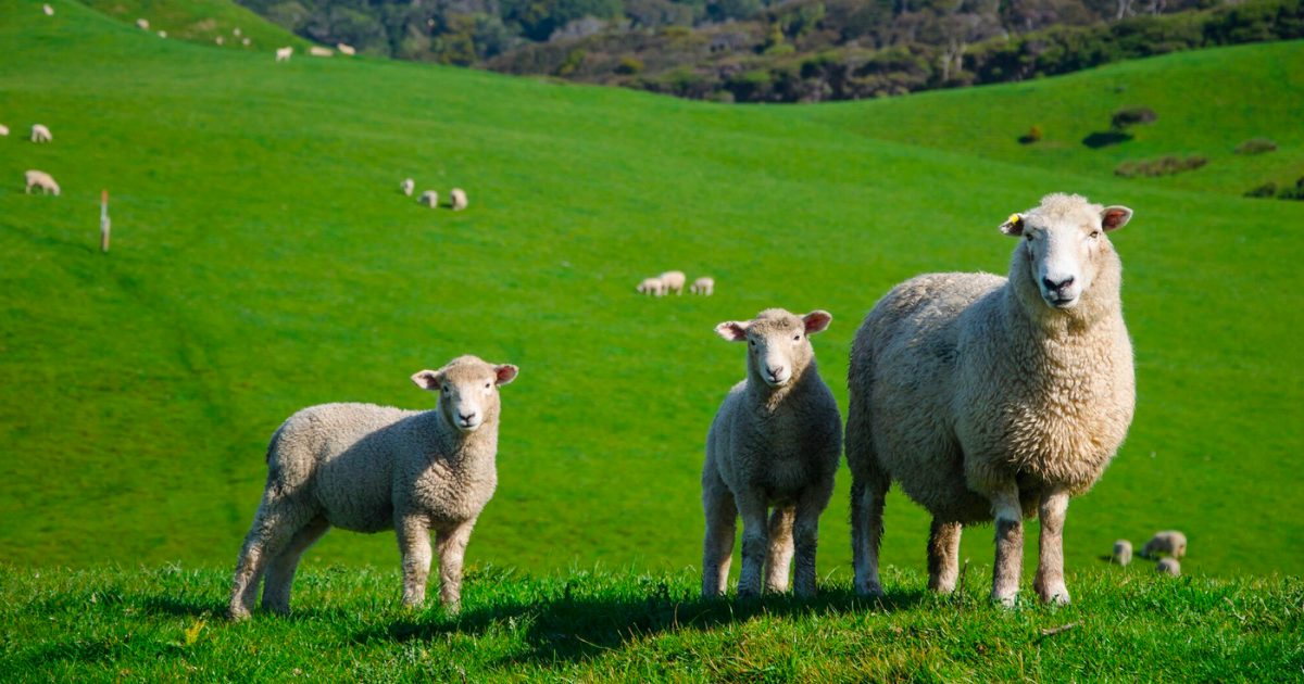 Minerales traza y su importancia en nutrición ovina