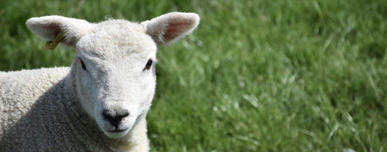 Trace minerals and their importance in sheep nutrition - nutriNews, la ...