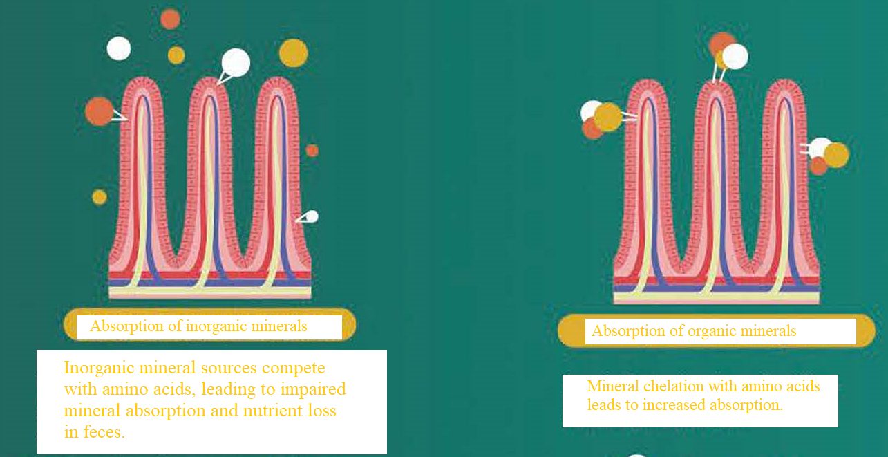 Minerals in Pet Nutrition: Extrusion Process and Shelf Life Impact ...