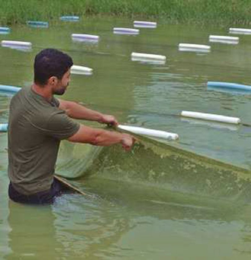 PERIFITON: Complemento alimentar nutritivo para aquicultura - nutriNews ...