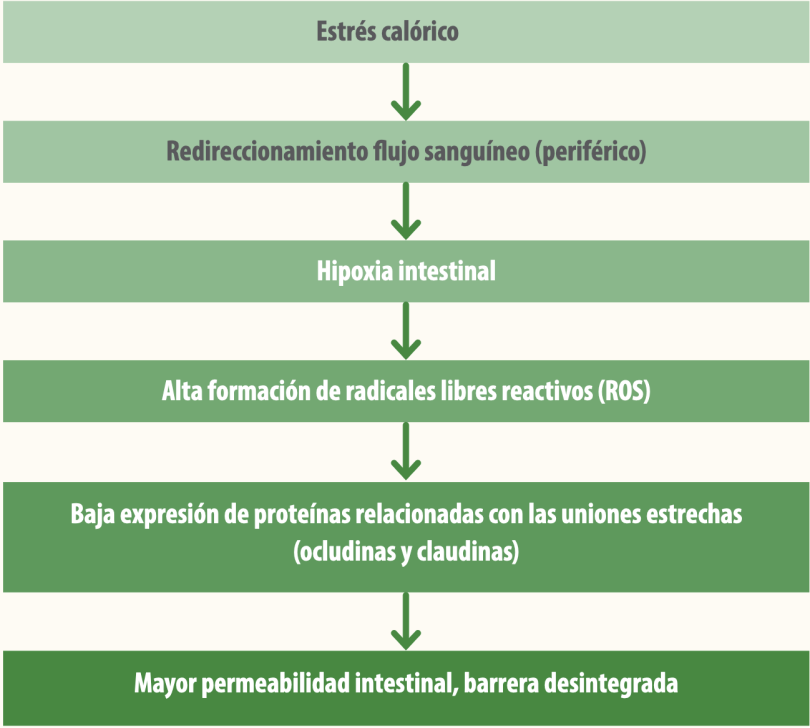 Estrés calórico en cerdos: cómo mantener parámetros productivos