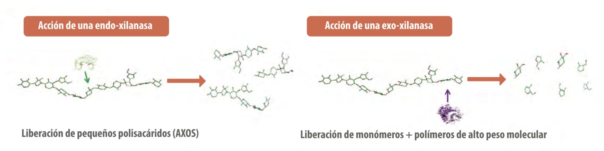 Xilanasas bacterianas: ¿por qué son tan eficientes?