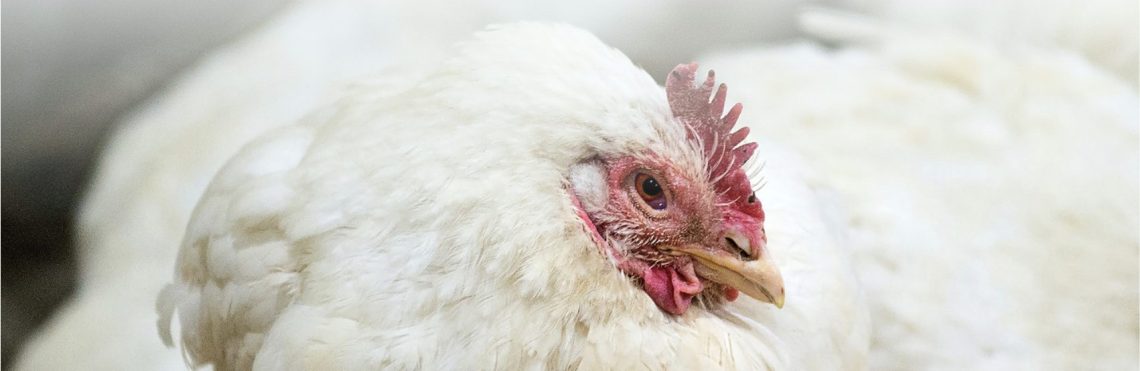 Ascitis en aves de corral: ¿cómo mitigarla?