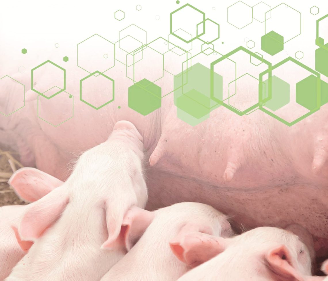 Alimentação de porcas para melhorar integridade intestinal de leitões