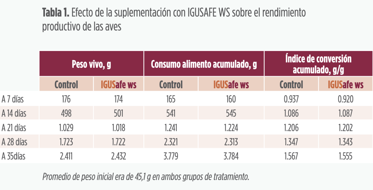 Ascitis en aves de corral: ¿cómo mitigarla?