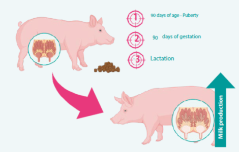 Lysine Supplementation at the End of Gestation in First-Parity Sows