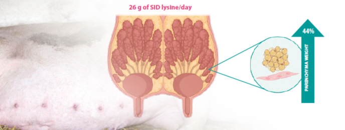 Lysine Supplementation at the End of Gestation in First-Parity Sows