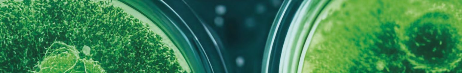 Microalgas, una nueva oportunidad