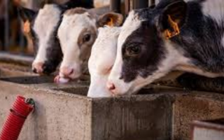 Calf Nutrition in the Heat