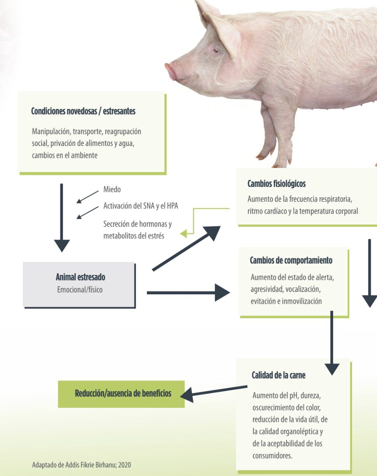 Estrés y calidad de carne en nutrición porcina: ¿cómo funciona?
