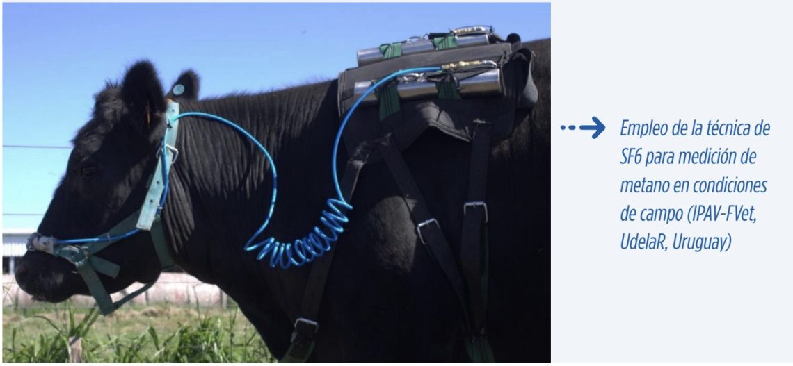 ANAVRIN: fitogénico para optimizar la producción ganadera