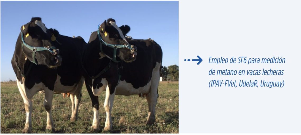 ANAVRIN: fitogénico para optimizar la producción ganadera