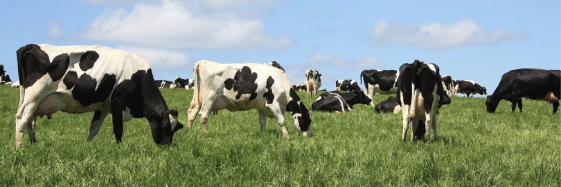 ANAVRIN: fitogénico para optimizar la producción ganadera