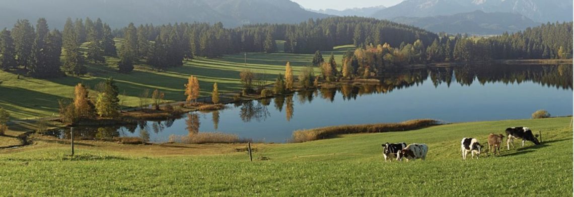 ANAVRIN: fitogénico para optimizar la producción ganadera