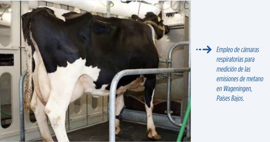 ANAVRIN: fitogénico para optimizar la producción ganadera