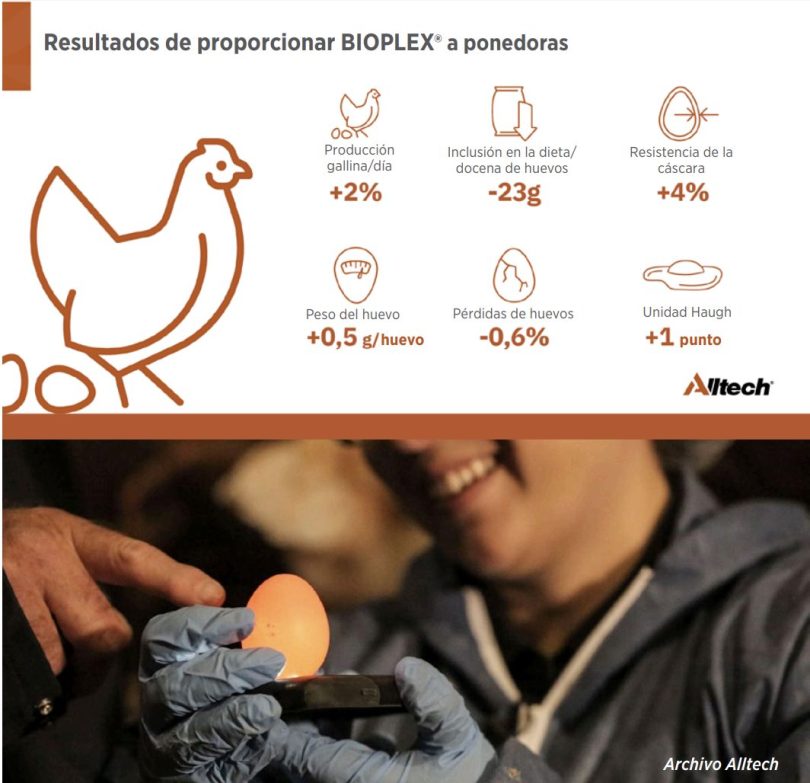 Bioplex Alltech en ponedoras: satisfacer necesidades nutricionales