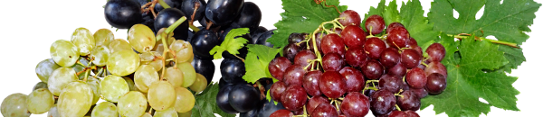 Conheça o potencial do polifenol da uva na nutrição de suínos ...