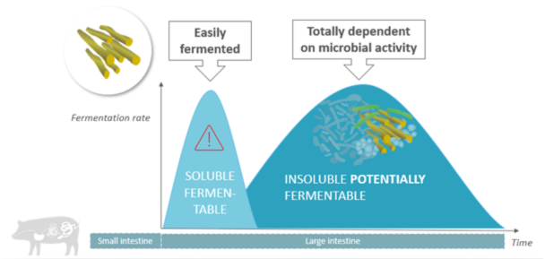 The Importance of Fiber and Microbiota in Swine Nutrition