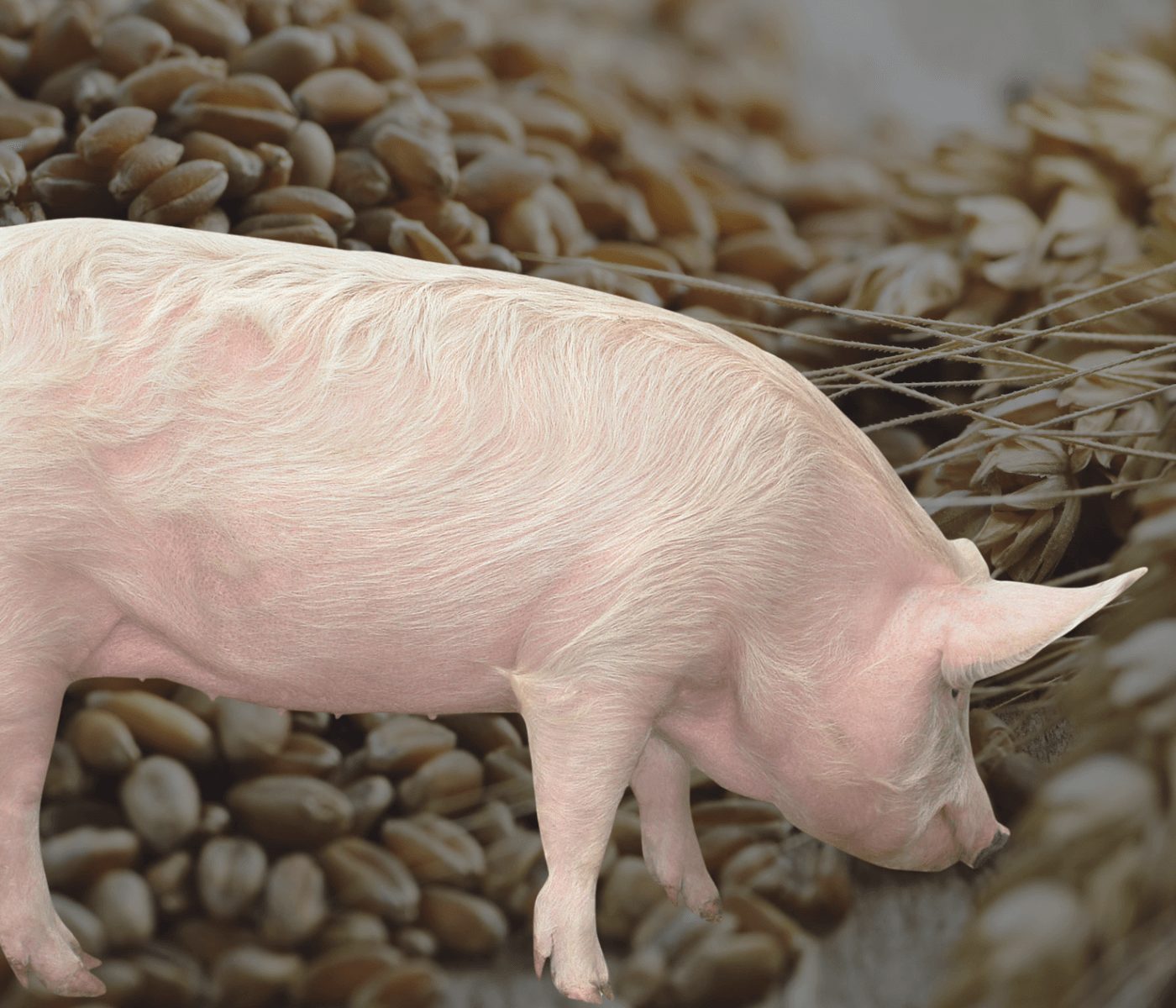 The role of fiber in the feeding of breeding sows