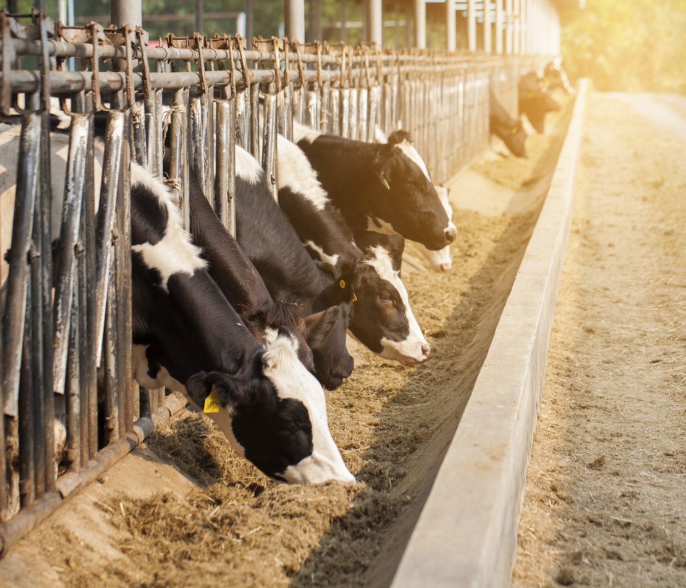 Lighting Strategies To Maximize Milk Production