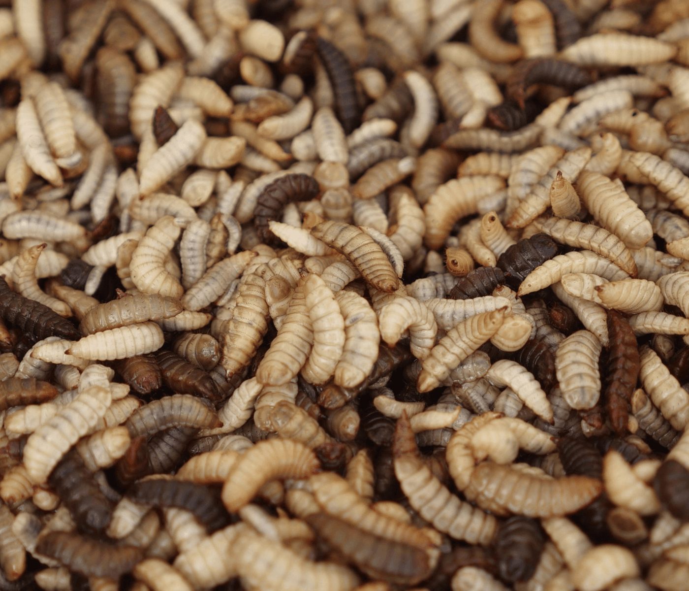 Larvas de mosca soldado negra: proteína sostenible para piensos