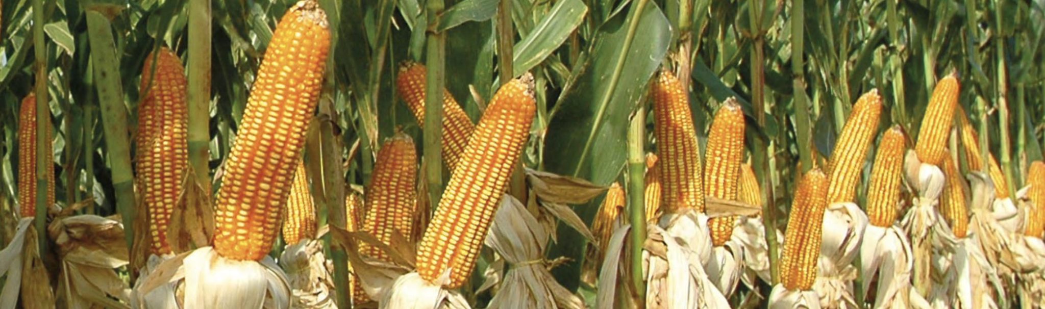 Cosecha de maíz en Argentina: micotoxinas y nutrición animal