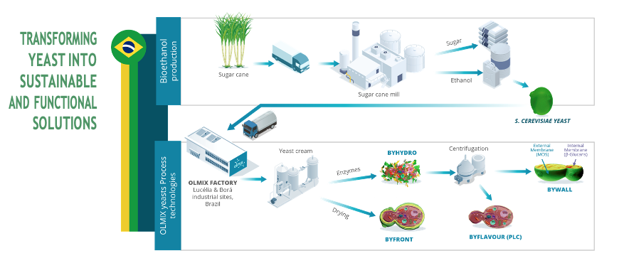 Yeast-based ingredients: sustainable solutions for animal nutrition