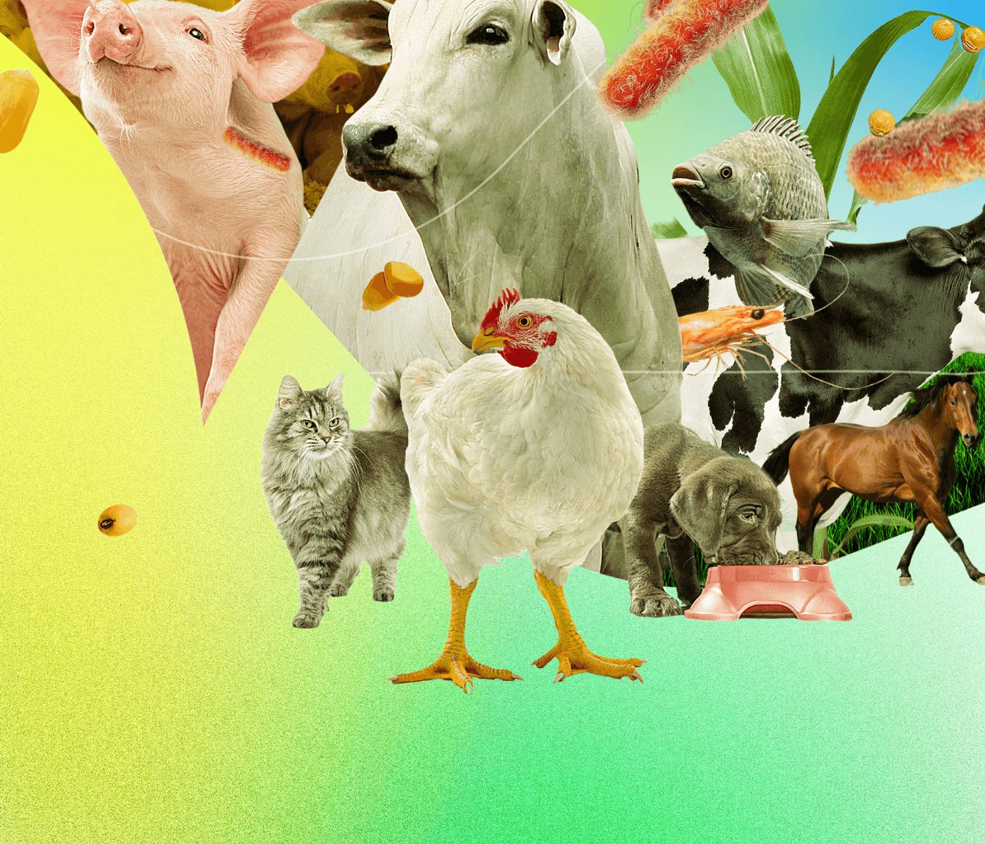 Brasil confirma protagonismo com expansão da alimentação animal em 2025 ...